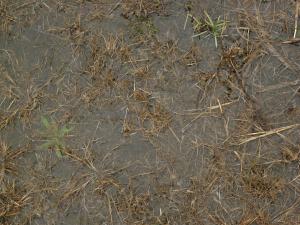 other grass textures - Texturelib